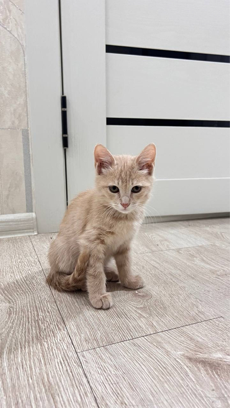 В добрые руки котята