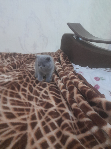 Продаются котята от правилтной вязки