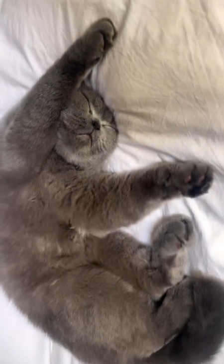 Кот на вязку Скотиш фолд