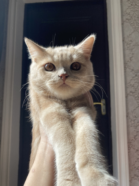 скотиш страйт