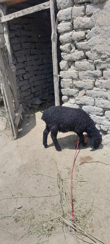 bara sotlad shervoz kam born kelishamiz