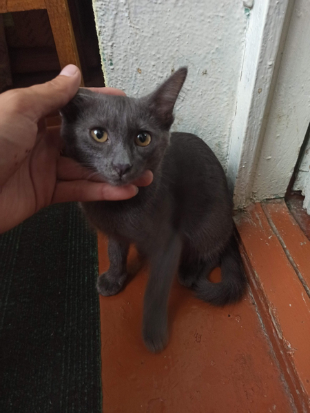 Котёнок продаётся