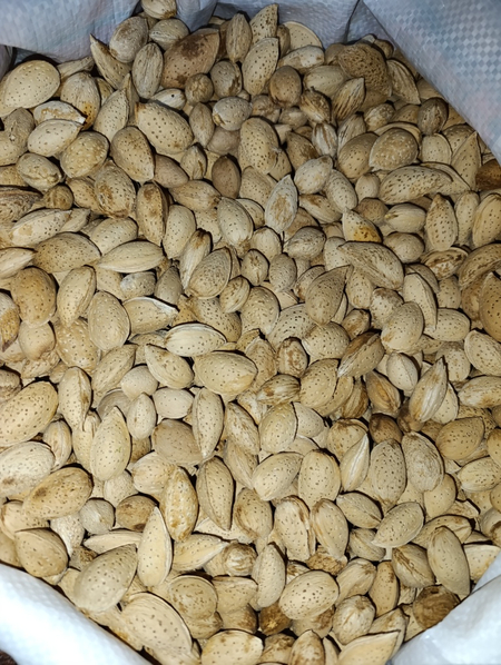 Bodomlar sotiladi.