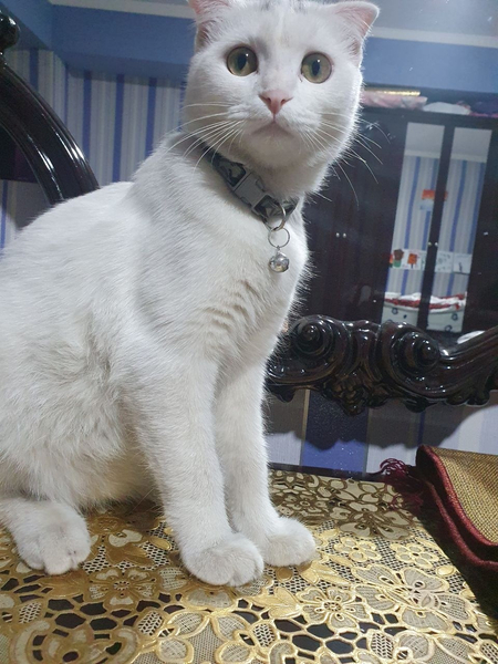 Scottish fold qiz Bola 6 oylik