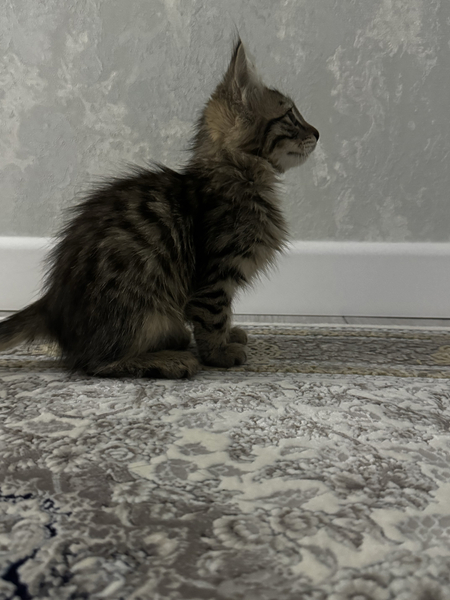 Котенок в добрые руки