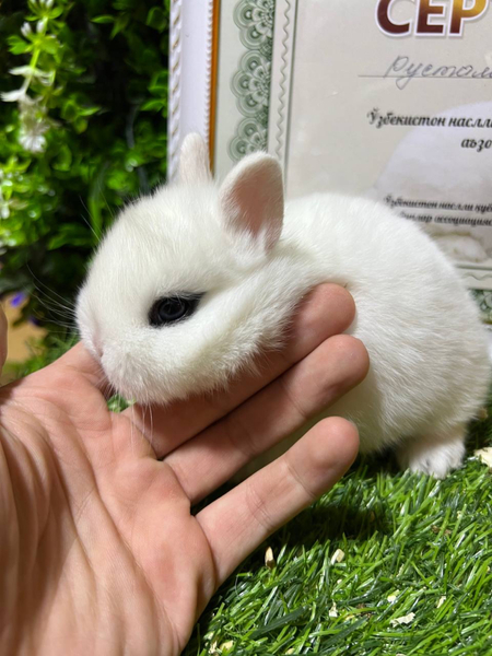 карликовые крольчата