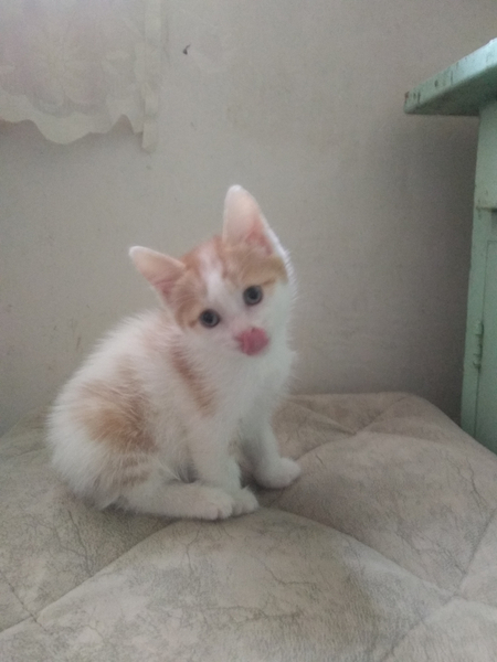 Котята в добрые руки!
