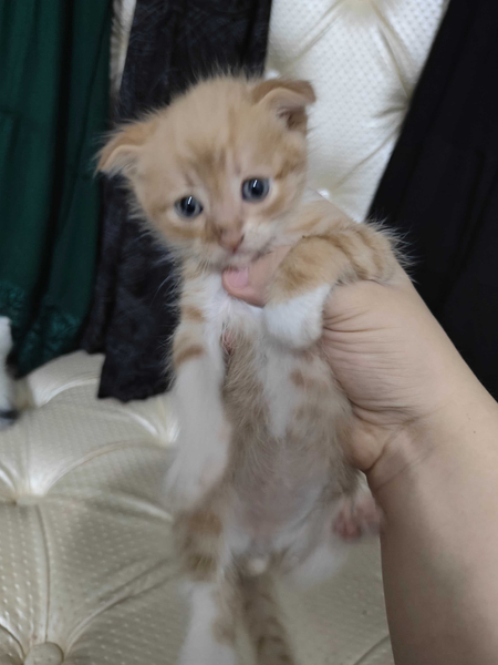 Продаются вислоухие котята