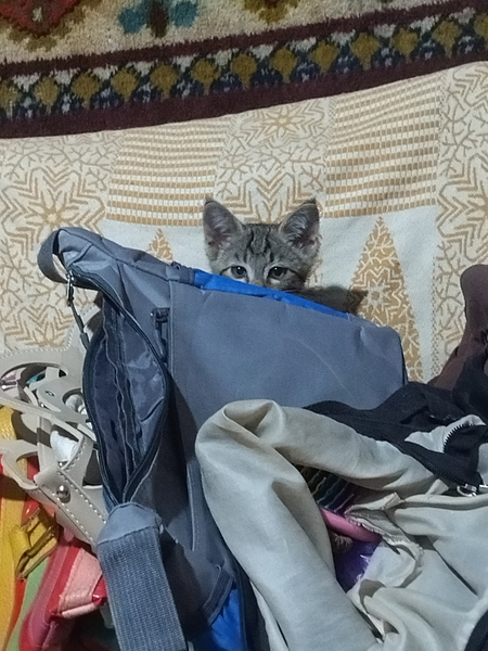 Котёнок для добрых людей