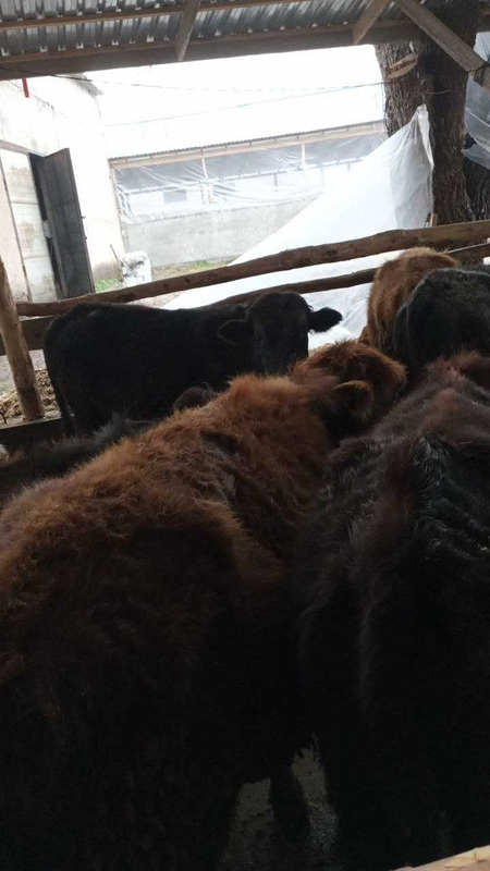 Investor Homiy sarmoyachi Akalar Ko‘p tarmoqli fermer xo‘jaligiga