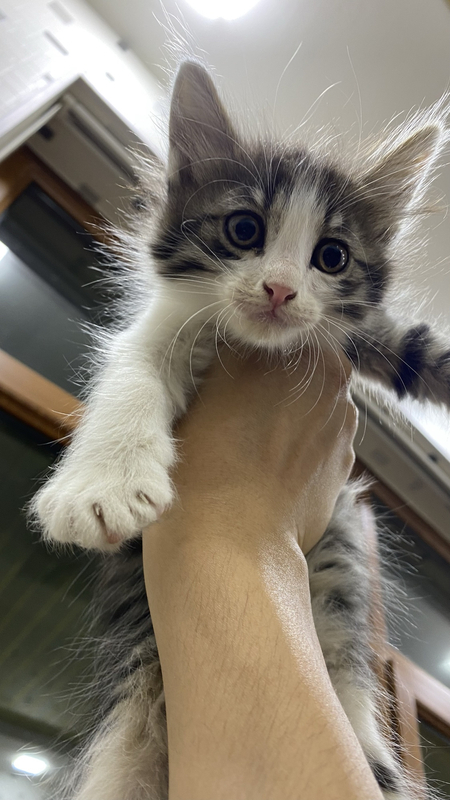 Мушукча. Котёнок.