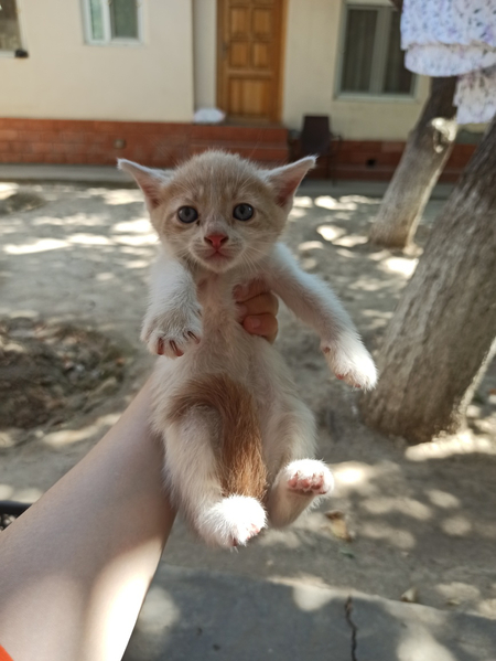 продаются котята
