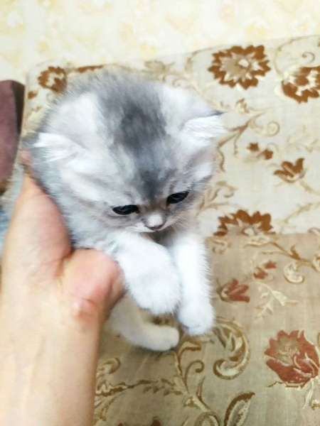 СРОЧНО серебристая шиншилла
