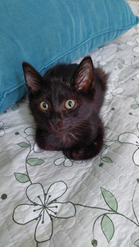 Котята в добрые руки!