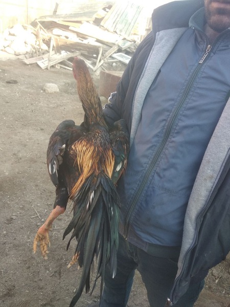 Даканг лар сотилади