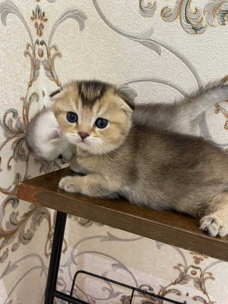 Продается котята шиншилла