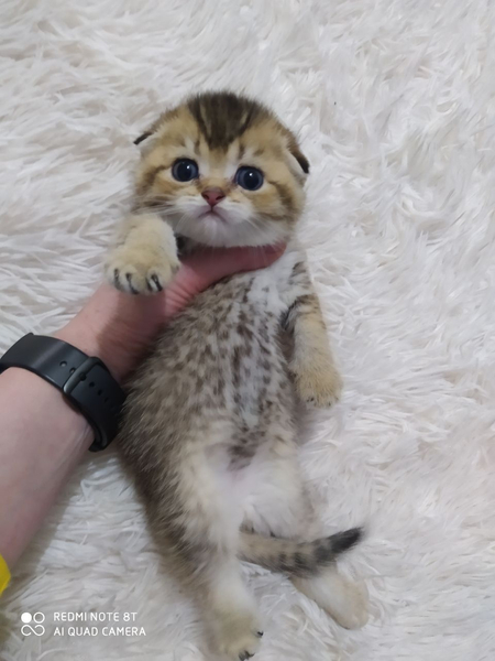 Котята от правильной вязки