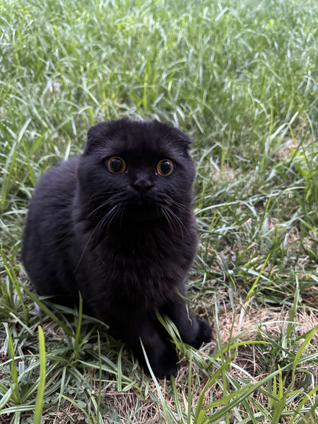 Скоттиш фолд Котенок 5 месяц