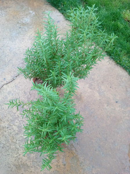 Розмарин / Rosmarinus officinalis
