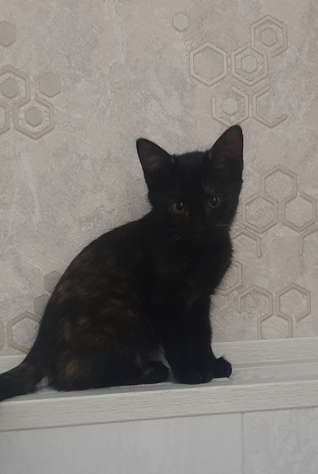 Котята бесплатно.В ДОБРЫЕ РУКИ