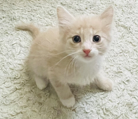 Продается котенок ангорка