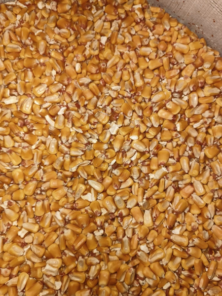 Makkajoʻxori doni sotiladi
