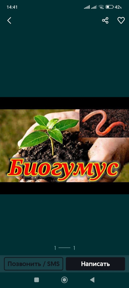 Колефорния кизил чволшан