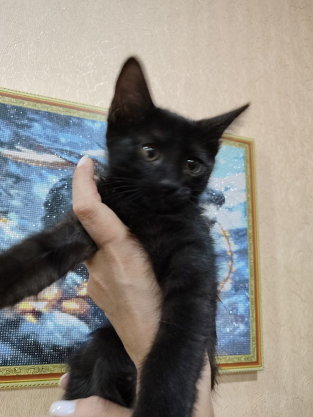 Отдам котёнка в добрые руки
