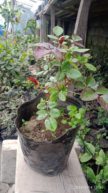 Atirgullar sotiladi