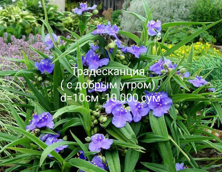 Продаю садовую рассаду