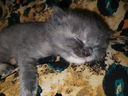 Продаётся котенки