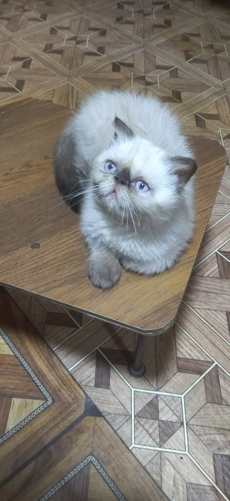 Экзотический короткошерстный котёнок мальчик