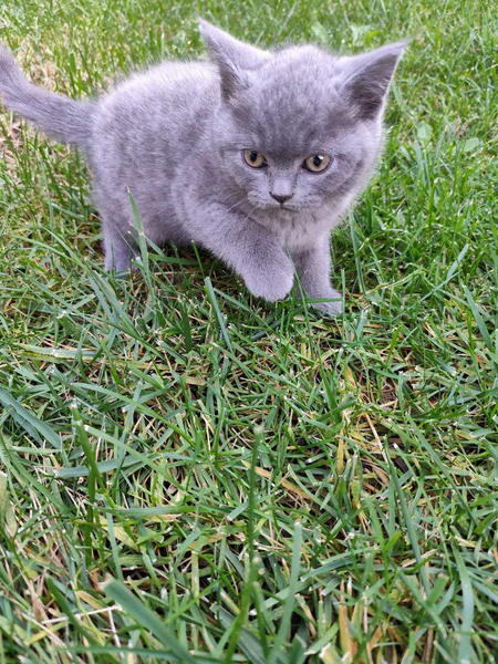 Котёнок. Скоттиш страйт. Котёнок.