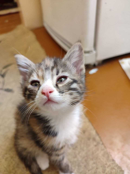 Домашний котёнок бесплатно
