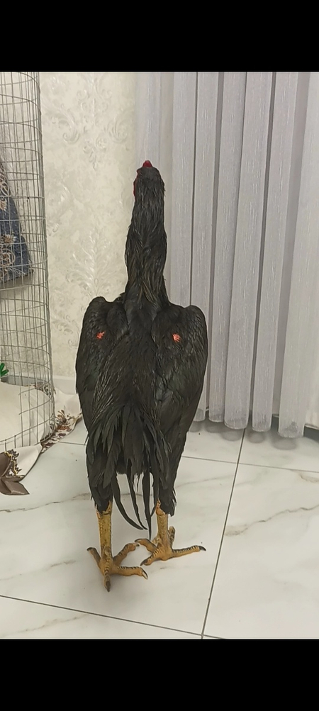 Assalomalekom.Fevrali oxirda chiqan qoni ganoi  joja xozi.4.5 kg