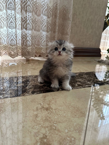 Котенок серебристый чинчилла