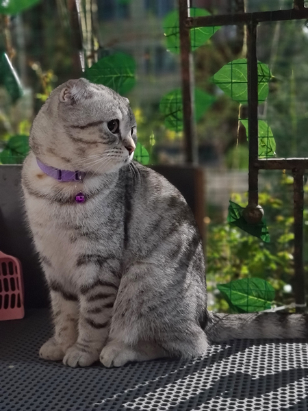 Кошка  скотиш фолд