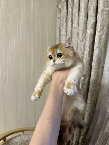 Британская шиншилла