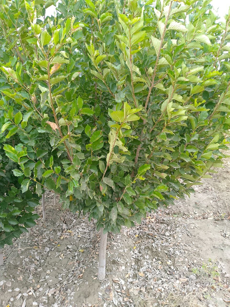 SADA KAYRAGACH (Chinni gujum)