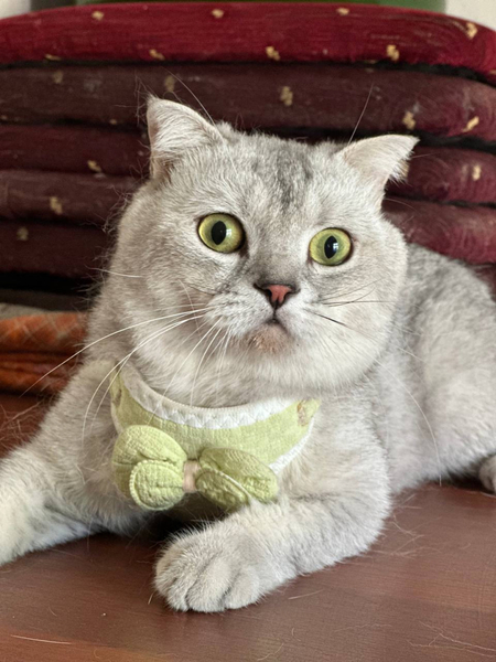 Skotish fould serebristiy shinshilla скотишфолд серебристий шиншилла