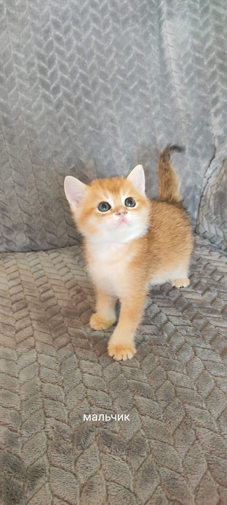 Шатладские котята