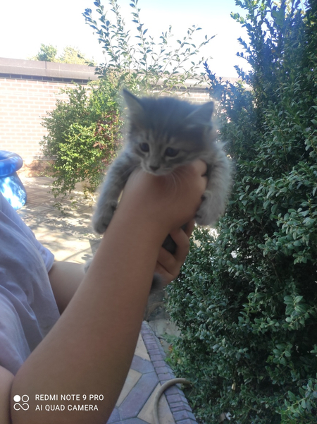 Котята домашние им уже 2 месяцев
