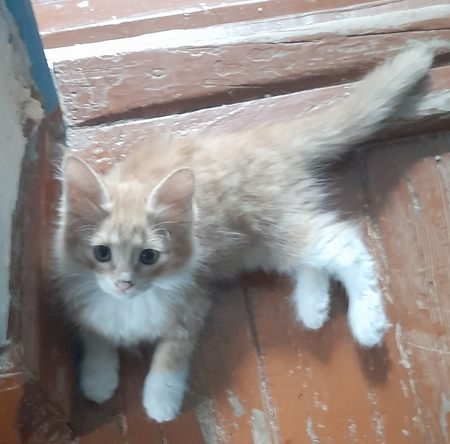 Отдам котят в добрые руки