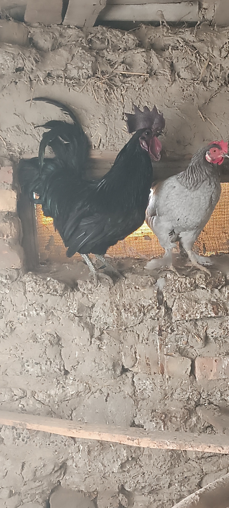 Ayam simani xoʻrozi sotiladi srochna sogʻlom