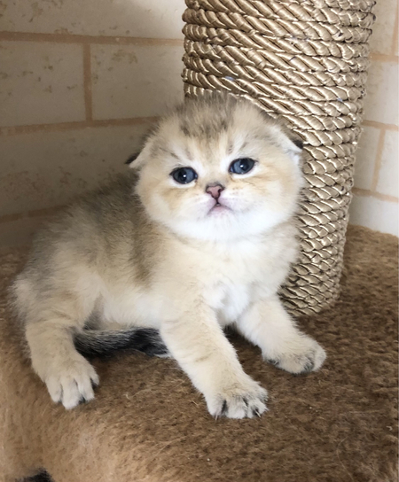 Скоттиш фолд! Девочка!