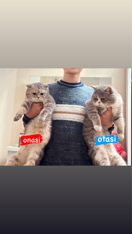 zoti toza aqilli mushukcha sotiladi