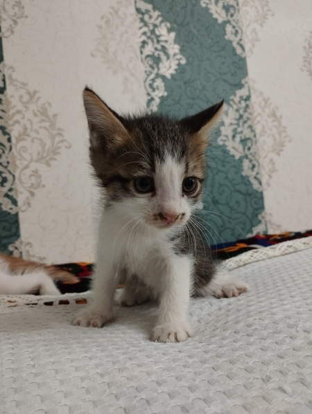 Отдам даром котят в хорошие руки.