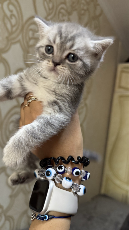 Продаются котята скотиш фолд (чистокровные) мушуклар сотилади фолд