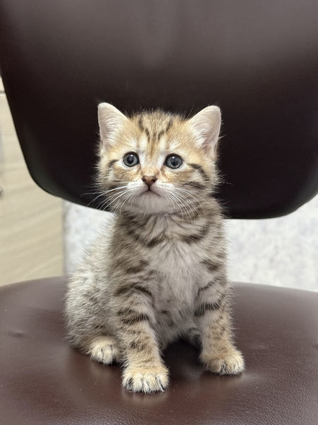 Котята в любящую семью