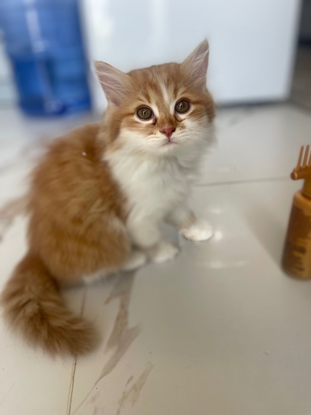 Вислоухие котята